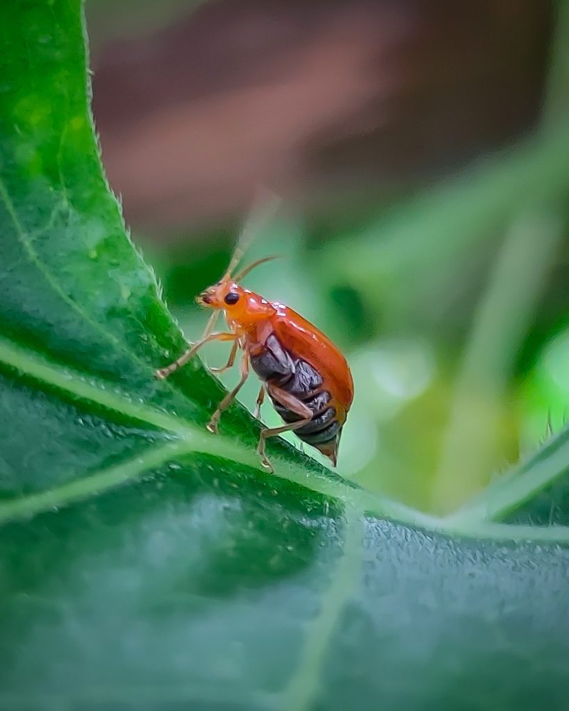 A tiny insect on a green leaf - PixaHive