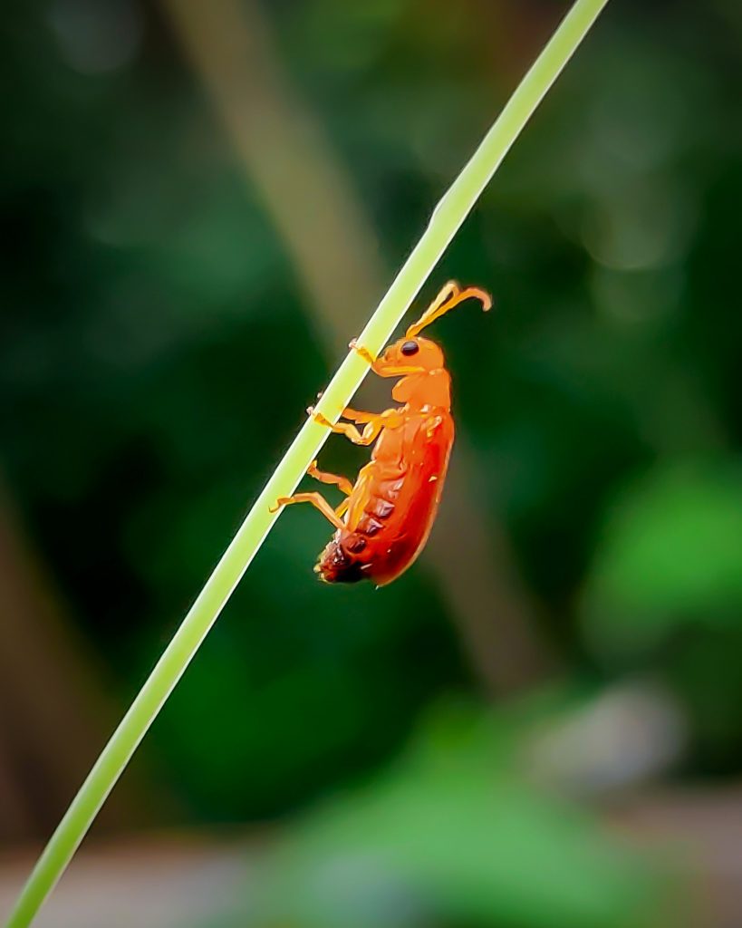 A tiny insect on a thin branch - PixaHive