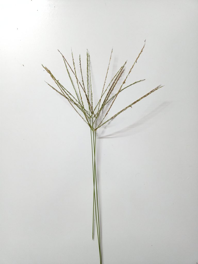 A tiny plant - PixaHive