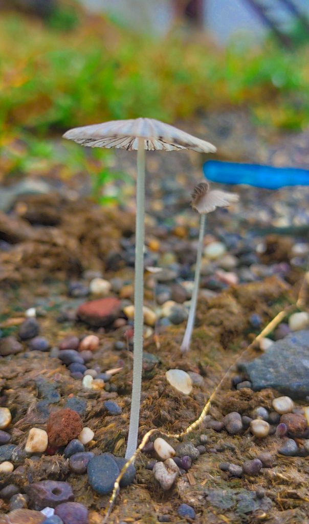 A tiny plant - PixaHive