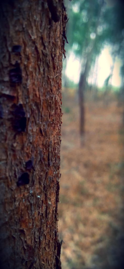 A tree trunk - PixaHive