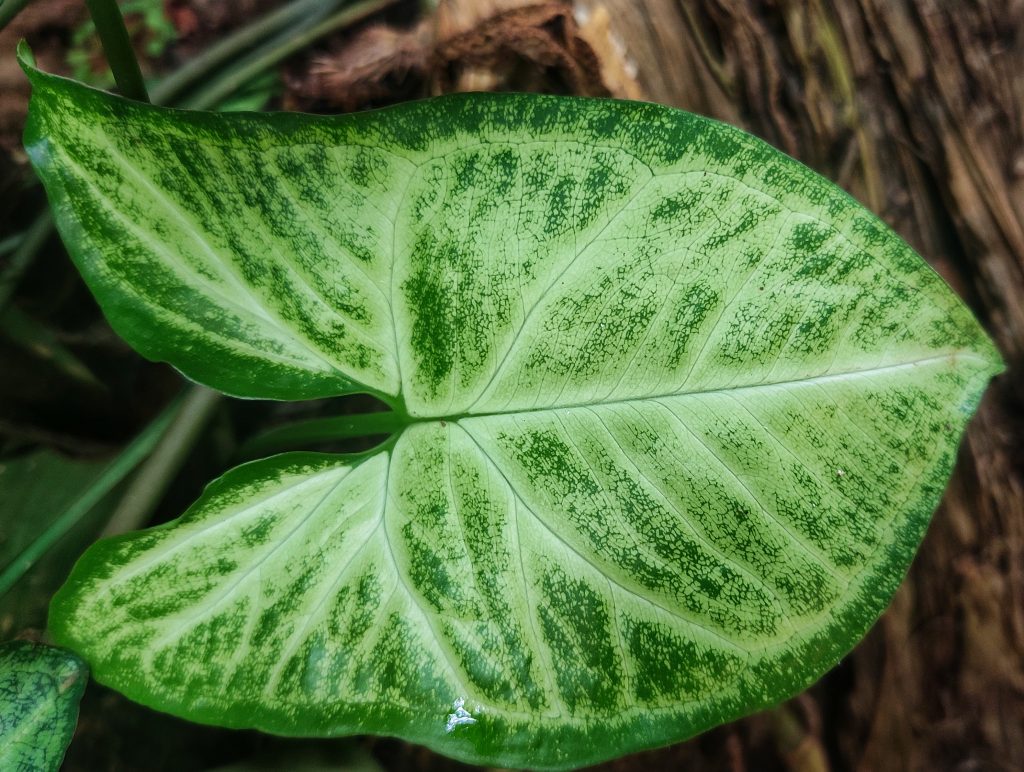 A typical leaf - PixaHive