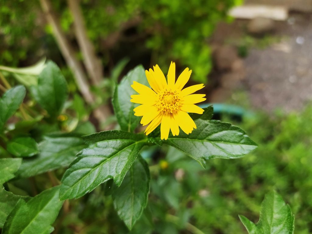 A wedelia plant - PixaHive