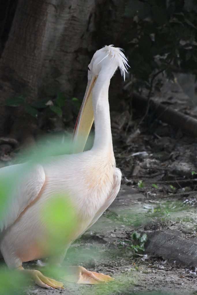 A white bird - PixaHive