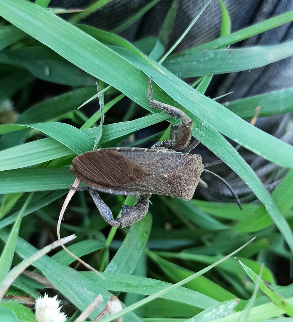 Acanthocephala terminalis - PixaHive