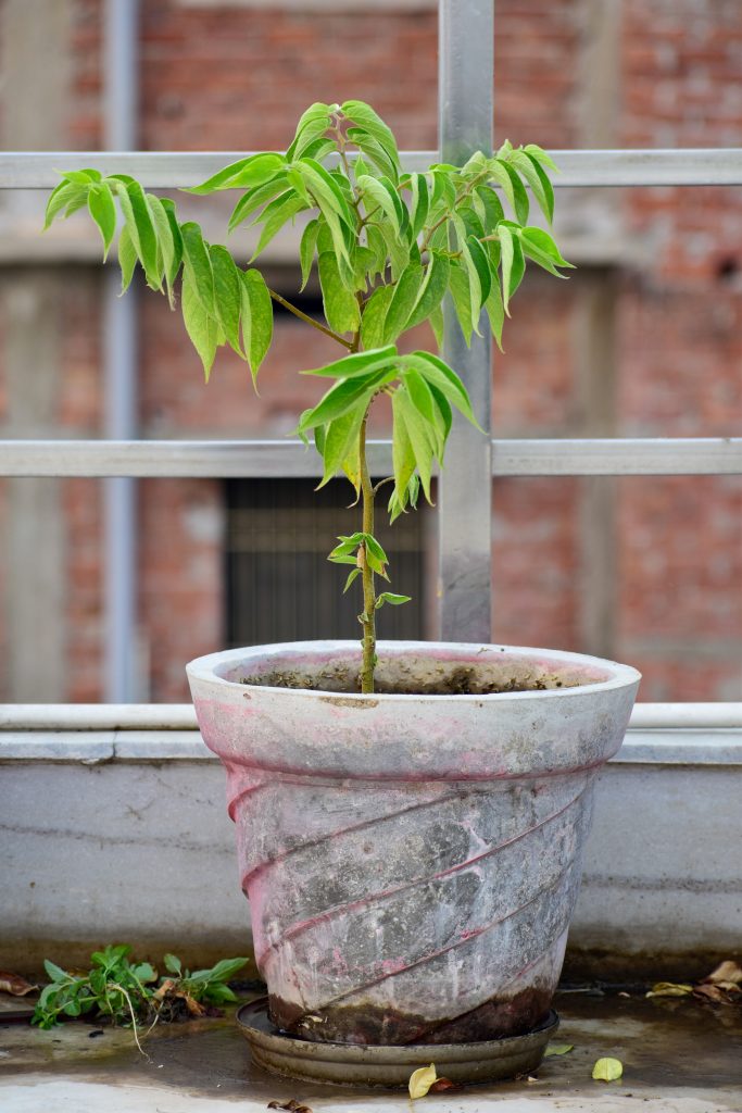 Ambarella Plant in Pot - PixaHive