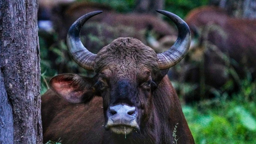 An Indian gaur - PixaHive