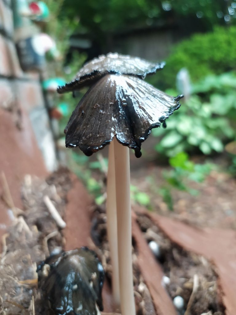 An inky cap mushroom - PixaHive