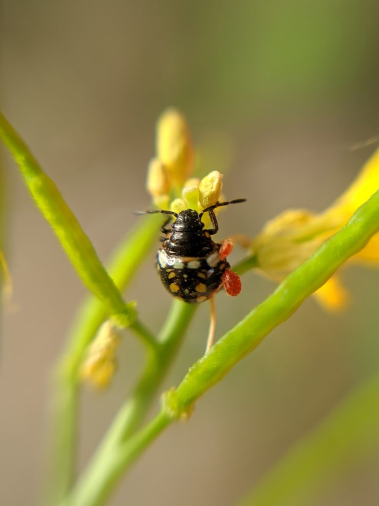 An insect on a plant - PixaHive