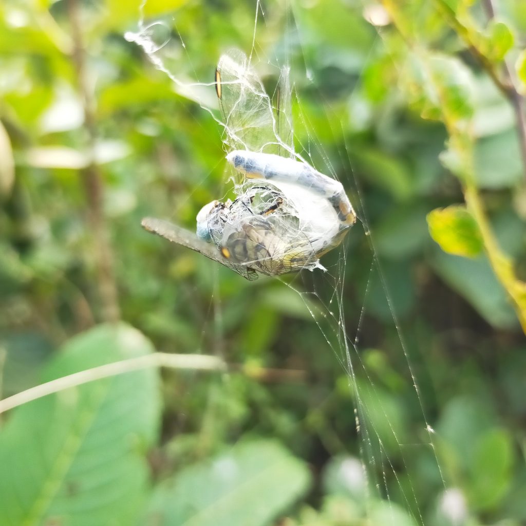 An insect trapped in spider web - PixaHive