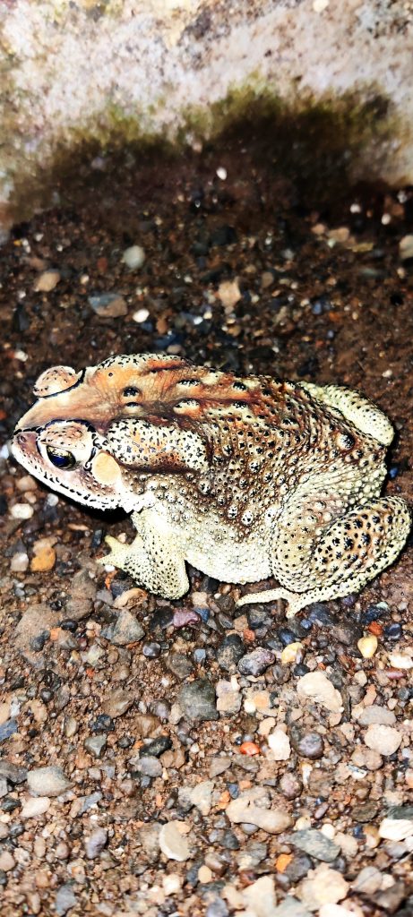 Asian common toad - PixaHive