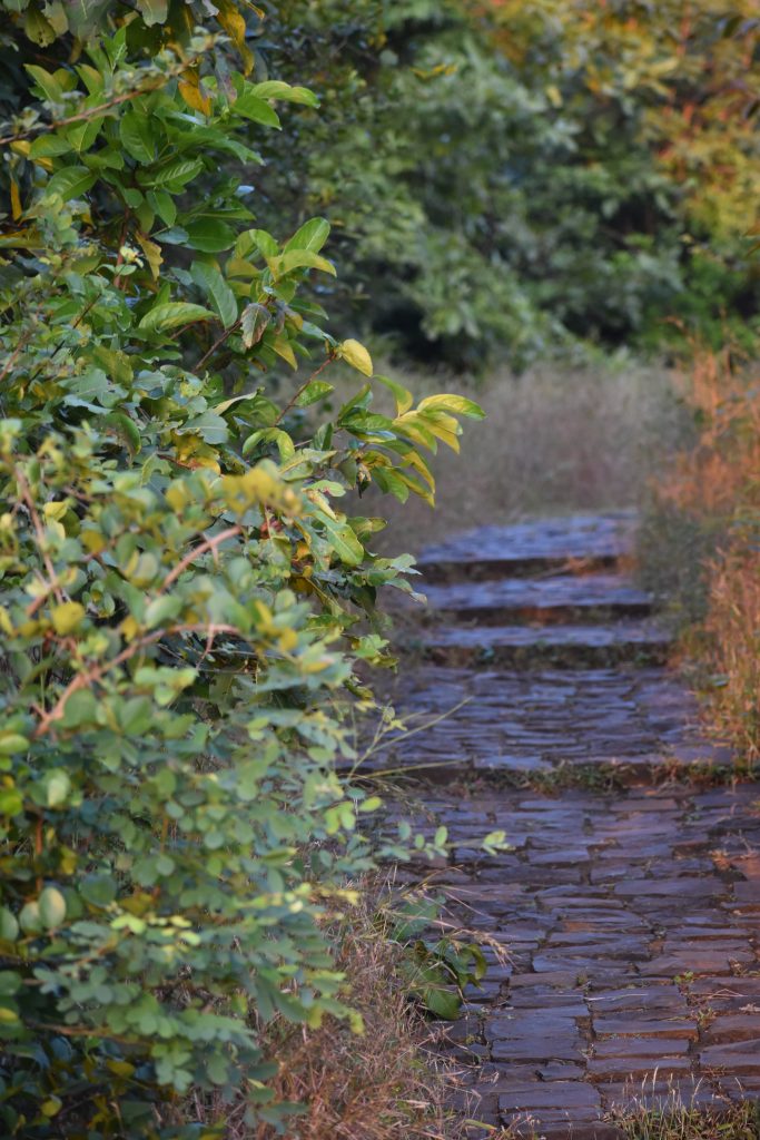 Beautiful Way - PixaHive