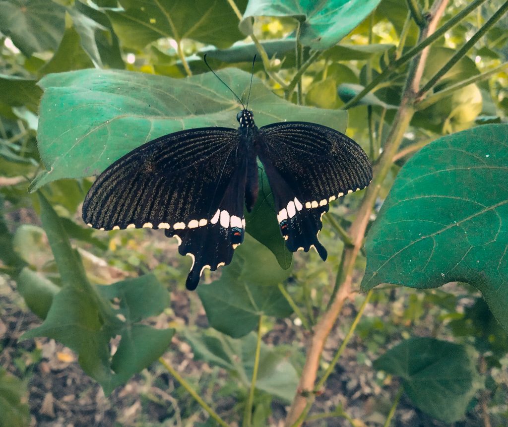 Beautiful black butterfly - PixaHive