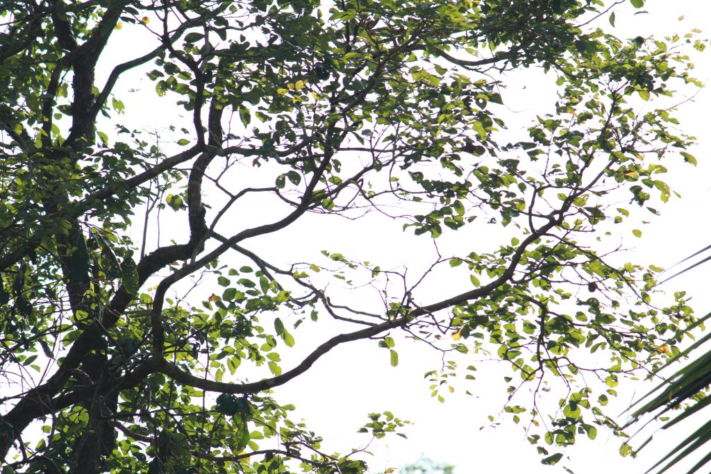 Beautiful branches of a tree. - PixaHive