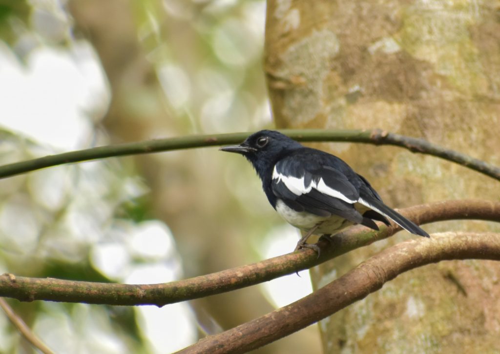 Bird Pixahive