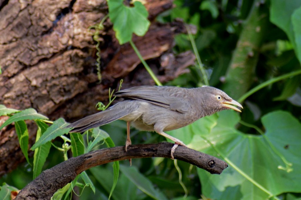 Bird Pixahive