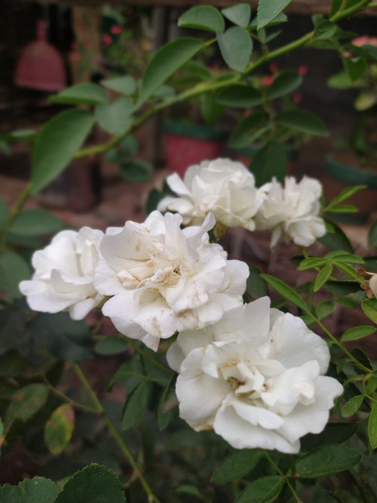Blooming White Roses - PixaHive