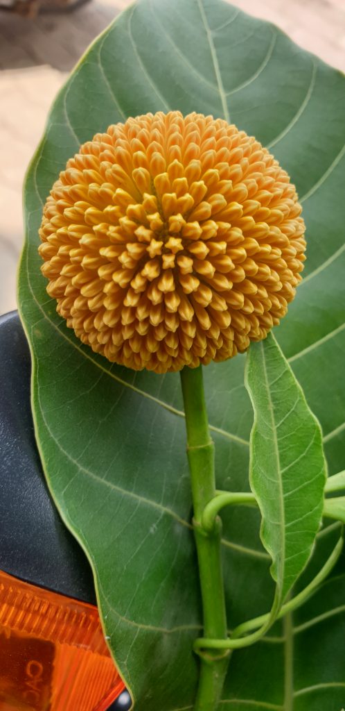 Blooming Yellow Flower - PixaHive