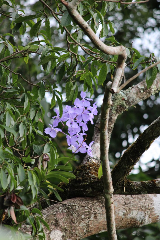 Blue vanda flowers - PixaHive