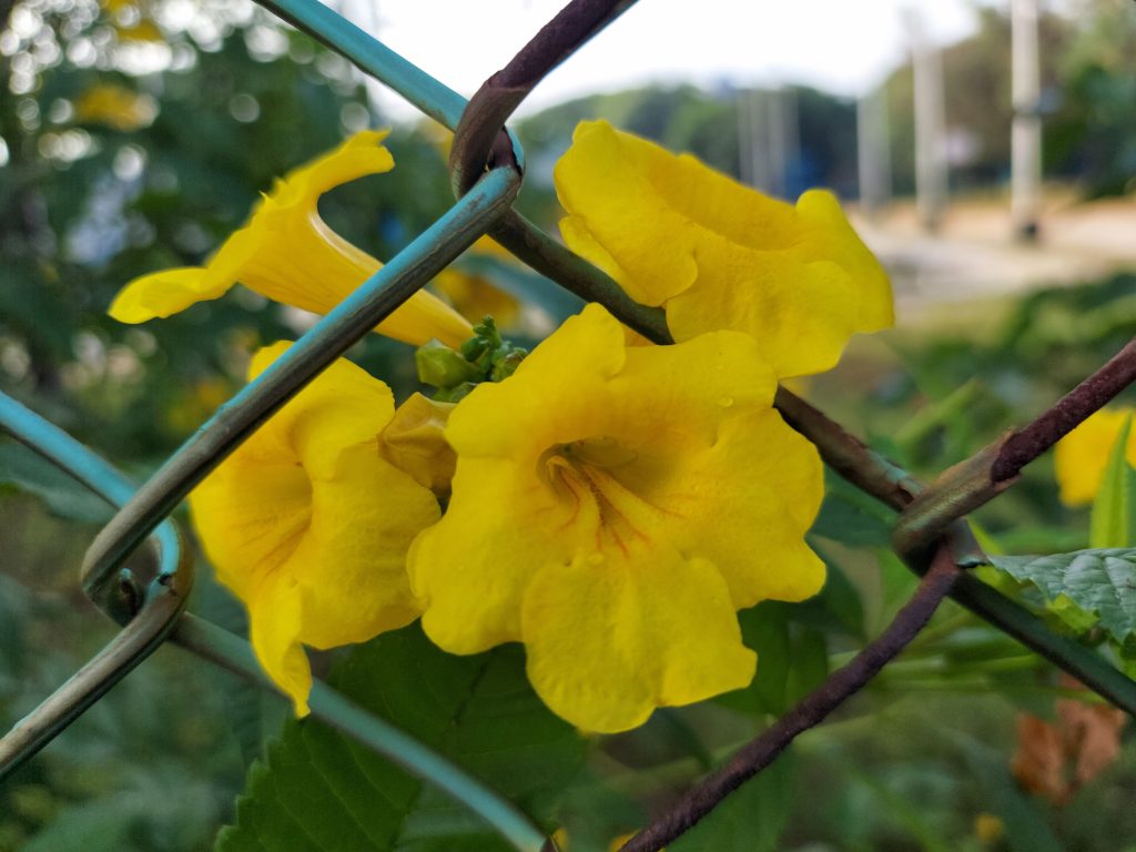 Bright yellow flowers grown against grill gates - PixaHive