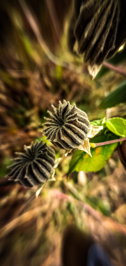 Brown flowers of a plant - PixaHive