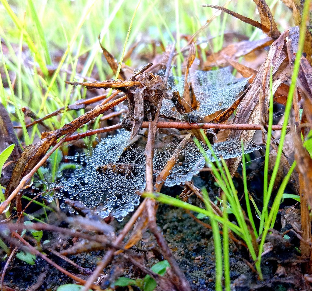 Bubbles on spider net - PixaHive