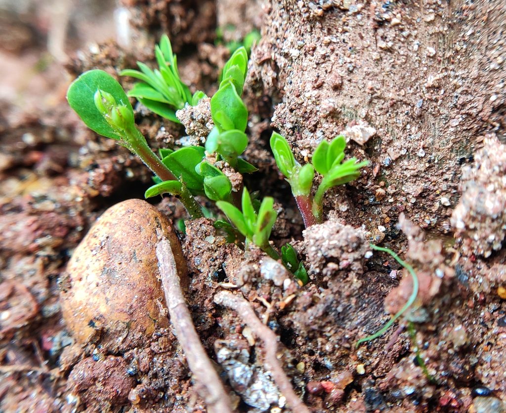 Tiny plants - PixaHive