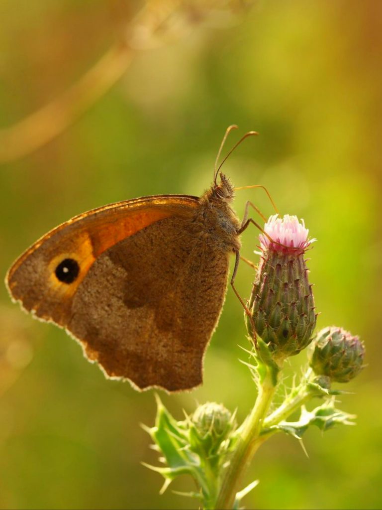 Butterfly - PixaHive