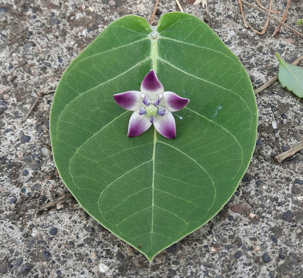 Calotropis flower - PixaHive