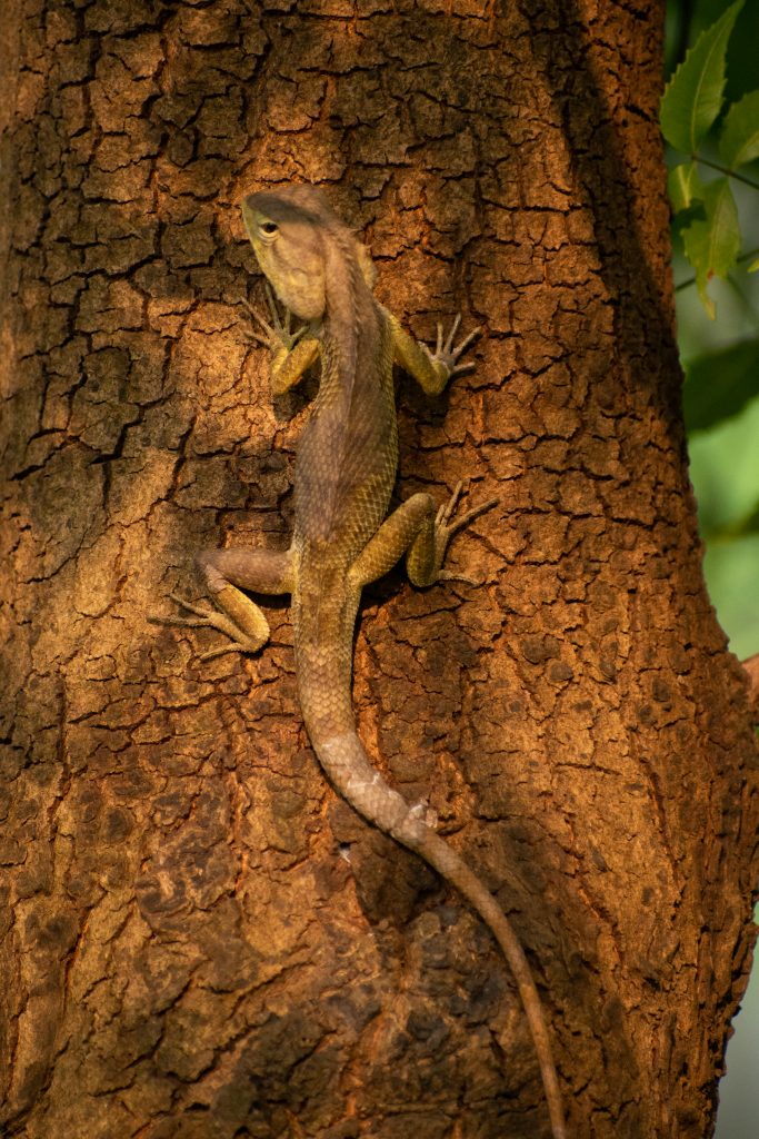 Camouflaged Lizard - PixaHive