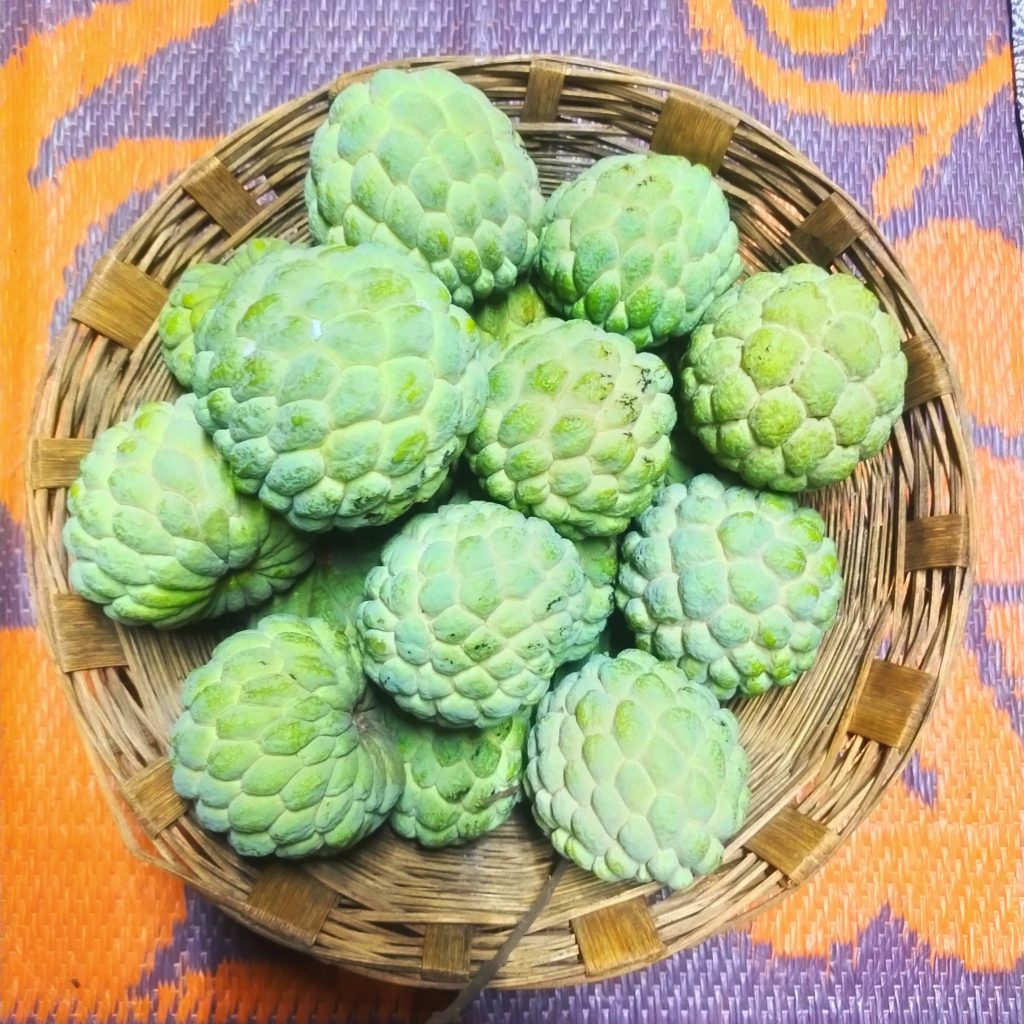 Caster apple - PixaHive