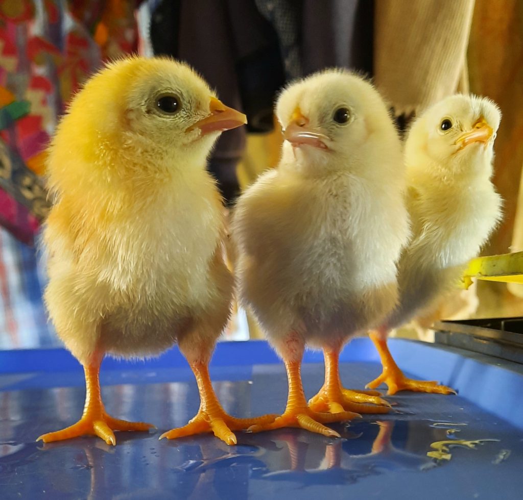 Chicken chicks - PixaHive