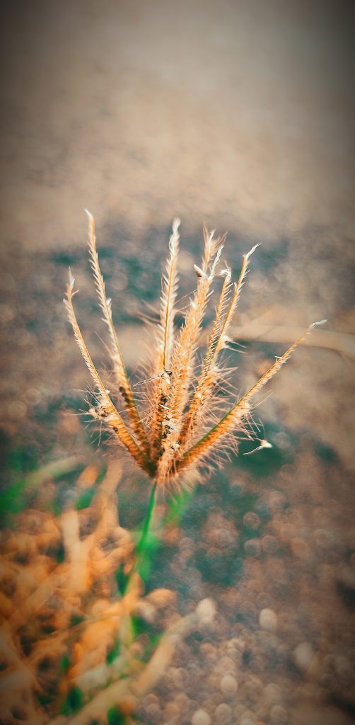 Chloris virgata grass species - PixaHive