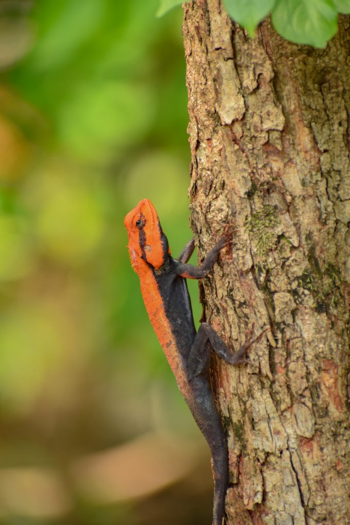 Climbing: garden lizard - PixaHive