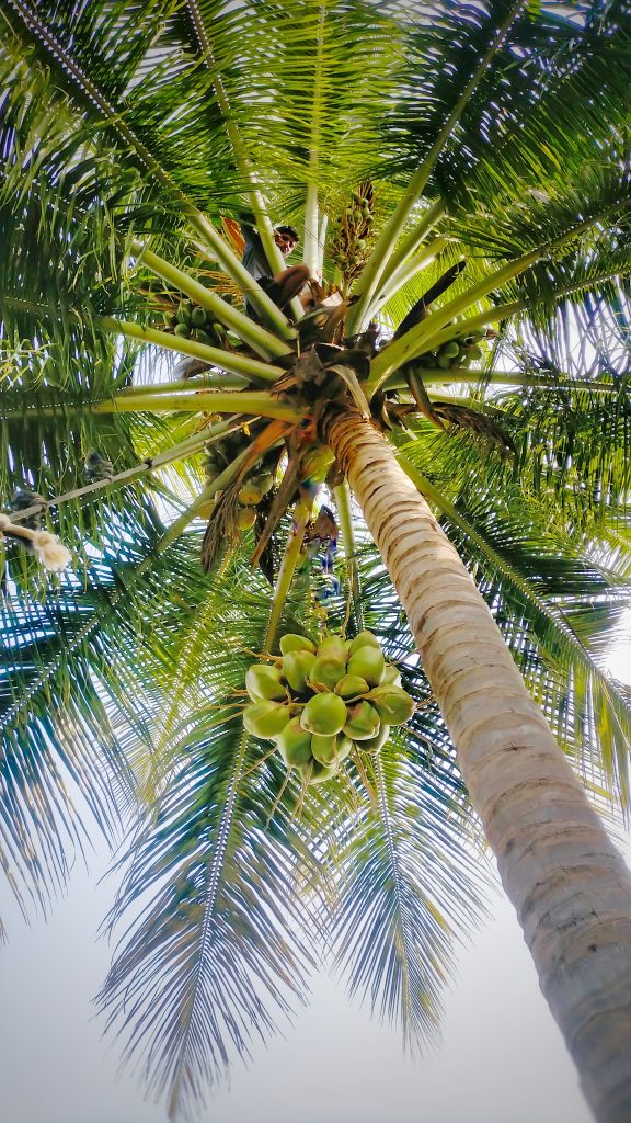 Coconut tree - PixaHive