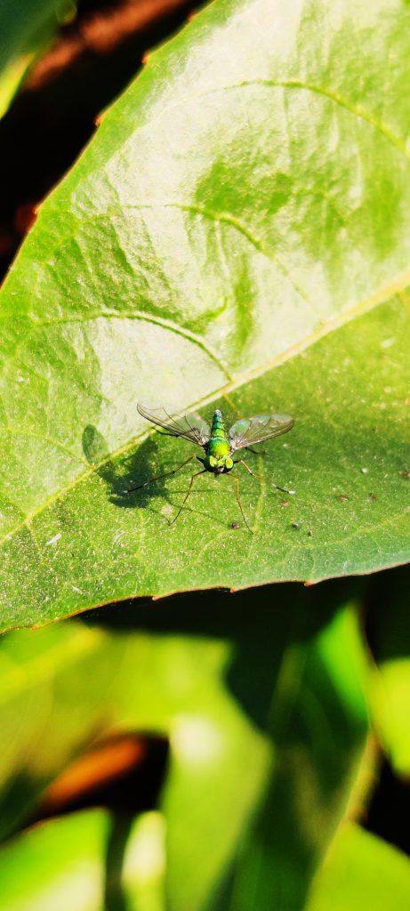 An insect on leaf - PixaHive
