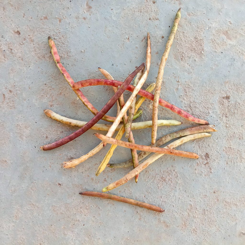 Cowpea pods - PixaHive