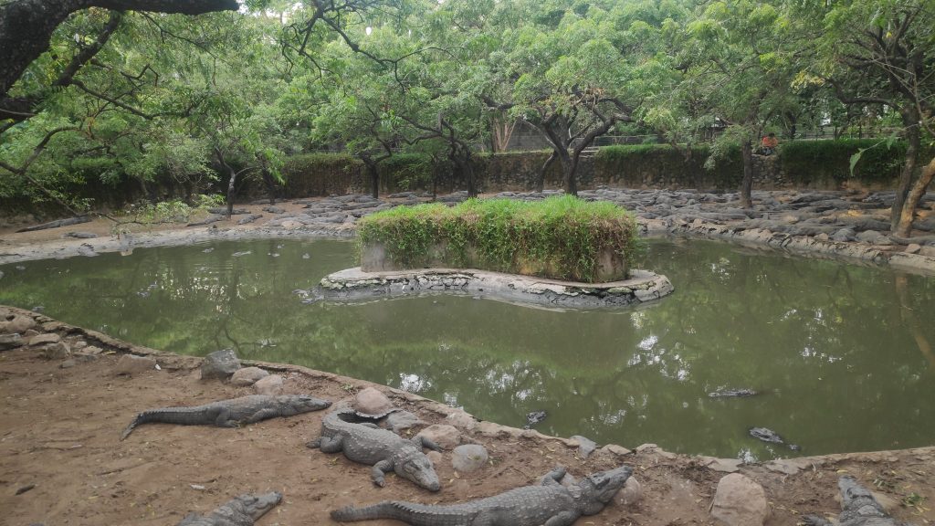 Crocodiles in a pond - PixaHive