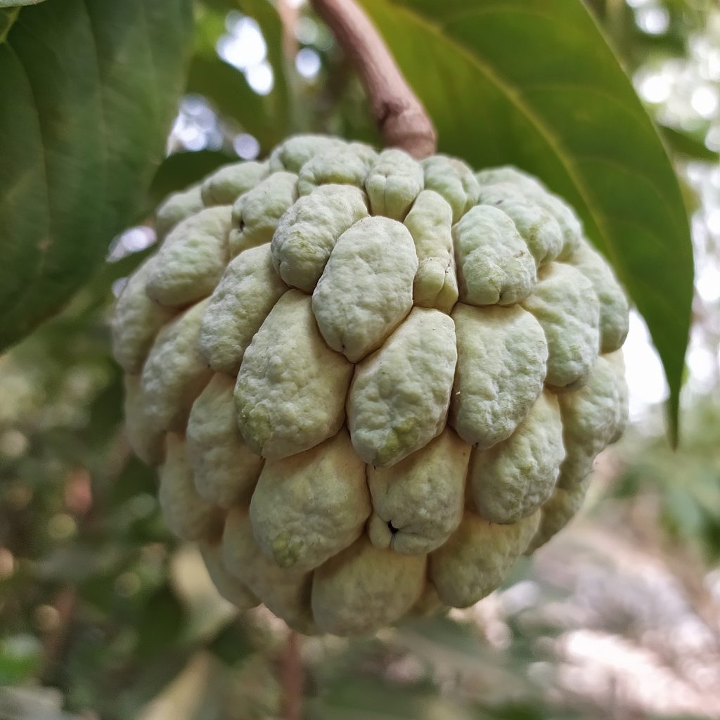 Custard-apple - PixaHive