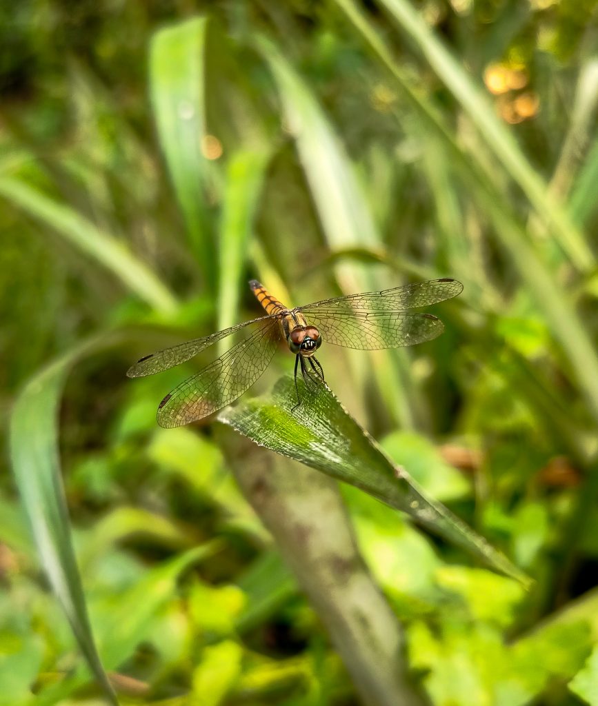 Dragonfly Close-up - PixaHive