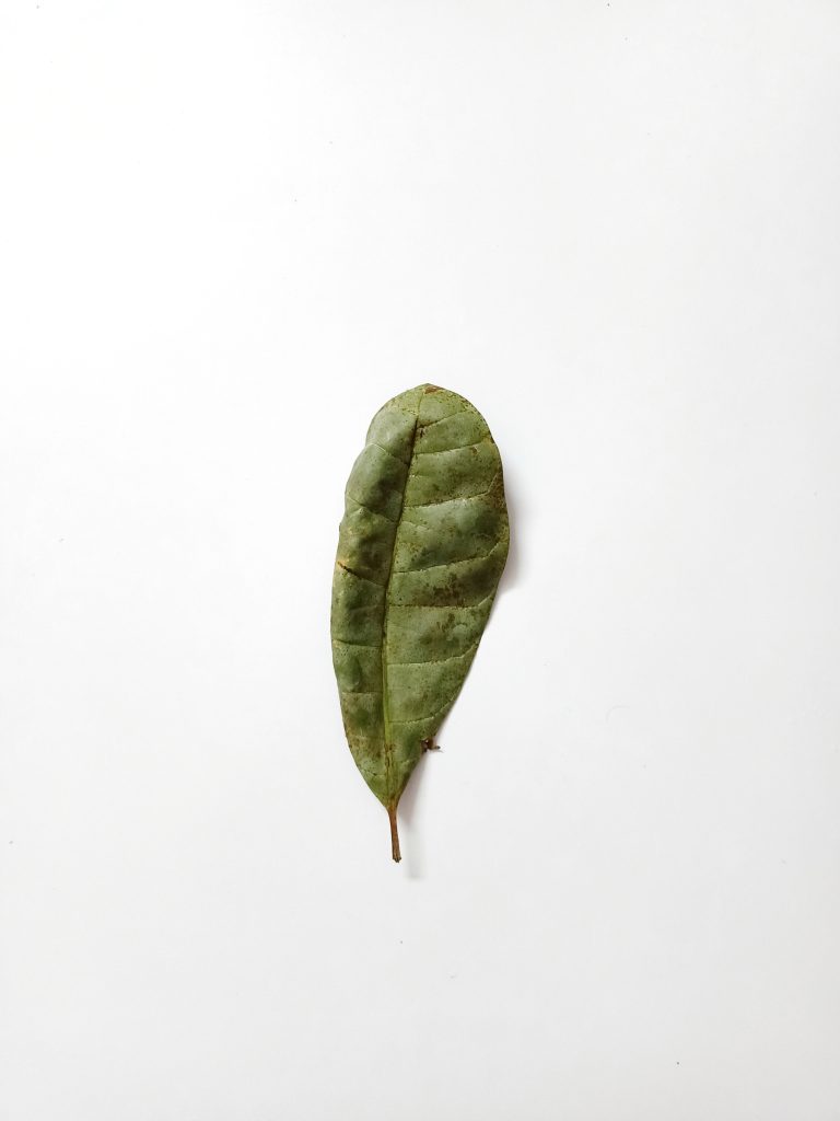 Dried leaf of cashew tree - PixaHive