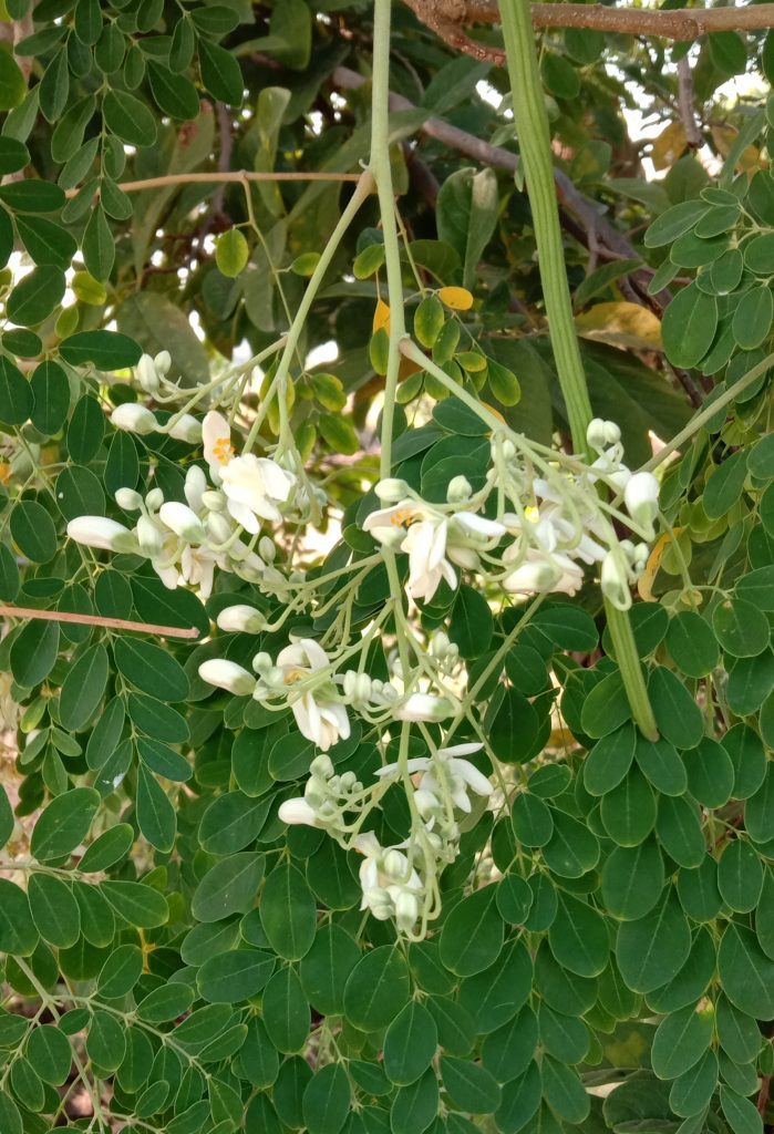 Drumstick flowers on a tree - PixaHive