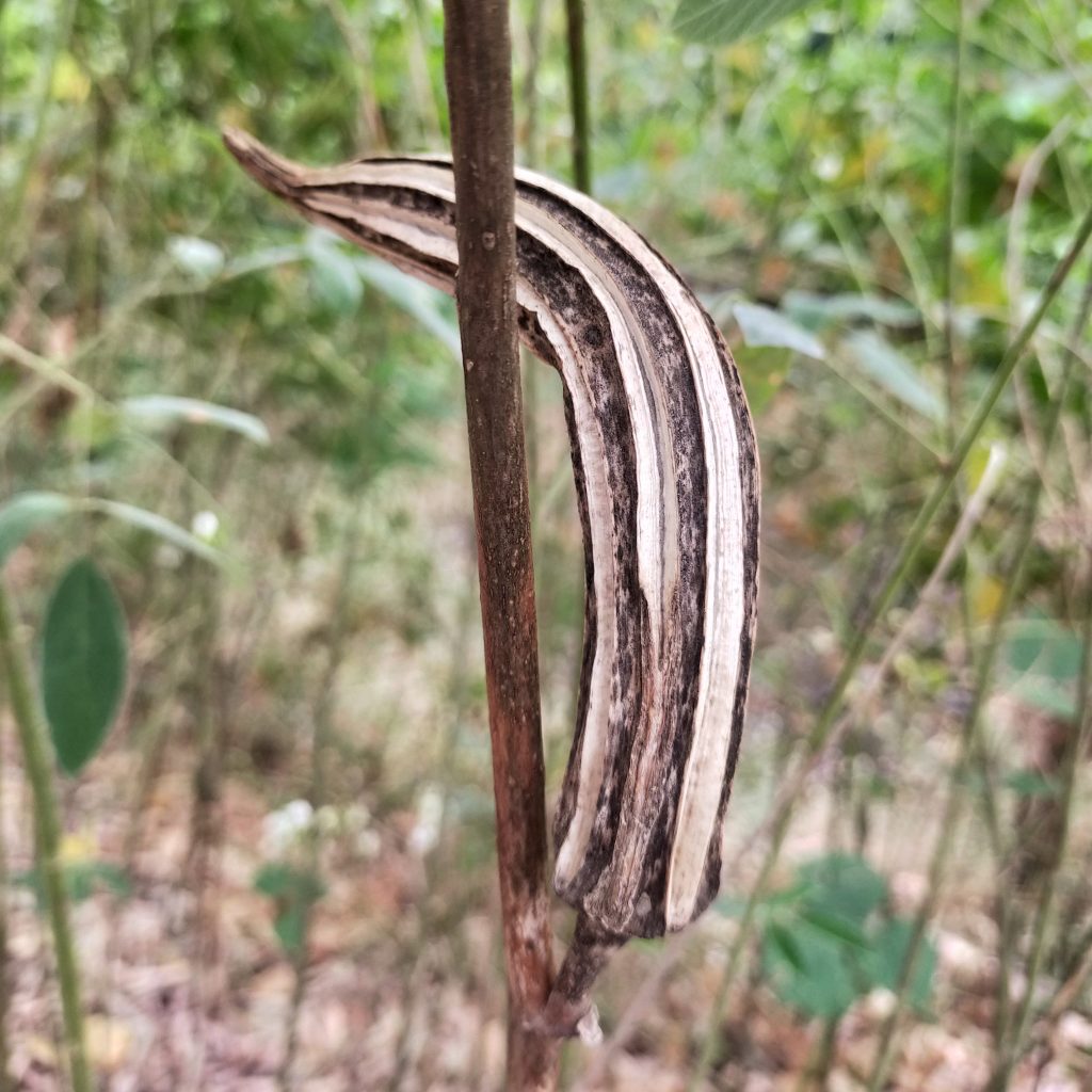 Dry lady finger - PixaHive