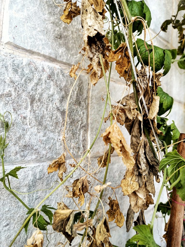 Dry leaves of climber plants - PixaHive