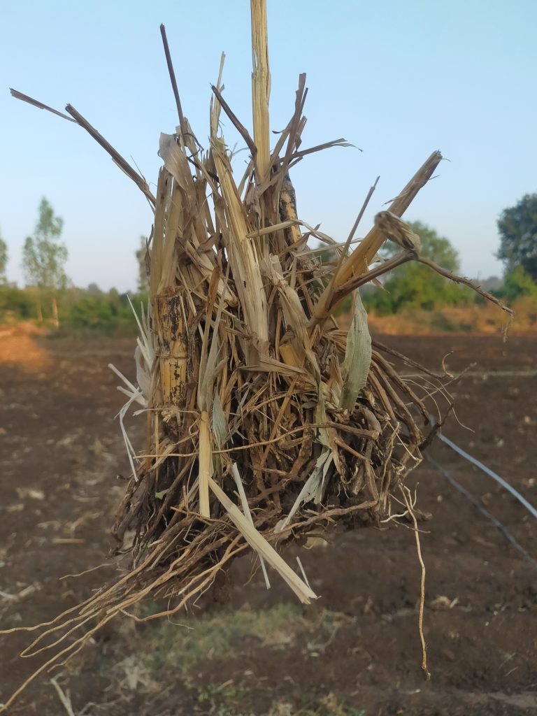 Dry roots of Jowar plant - PixaHive