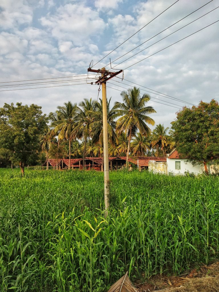 Electric pole in farm land in a village. - PixaHive