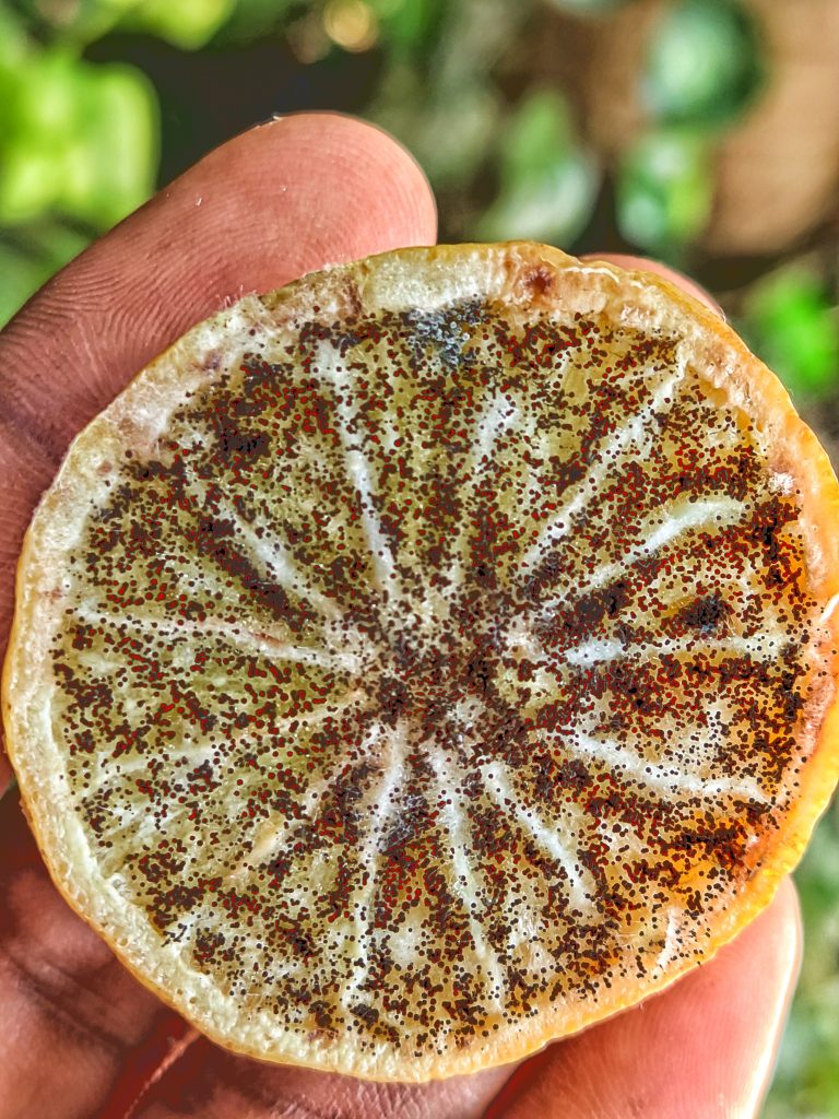 A faded lemon - PixaHive