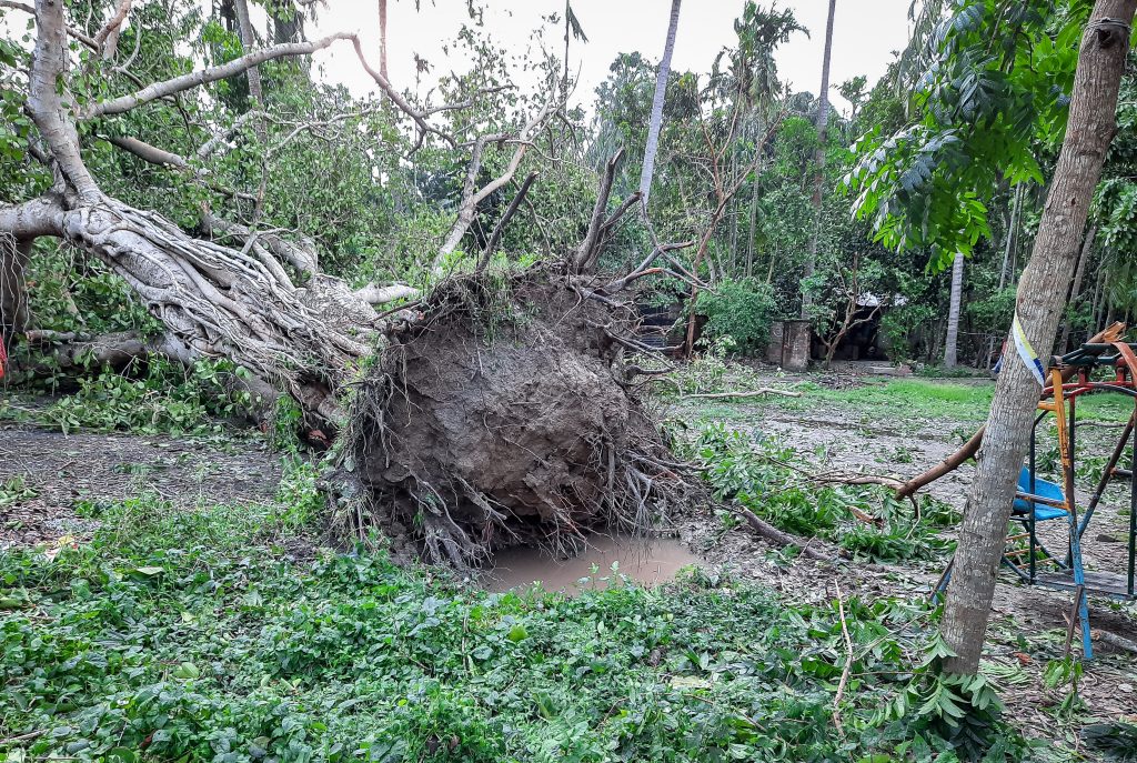 Fall down of a tree - PixaHive