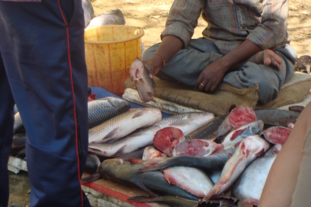 Fish Market - PixaHive