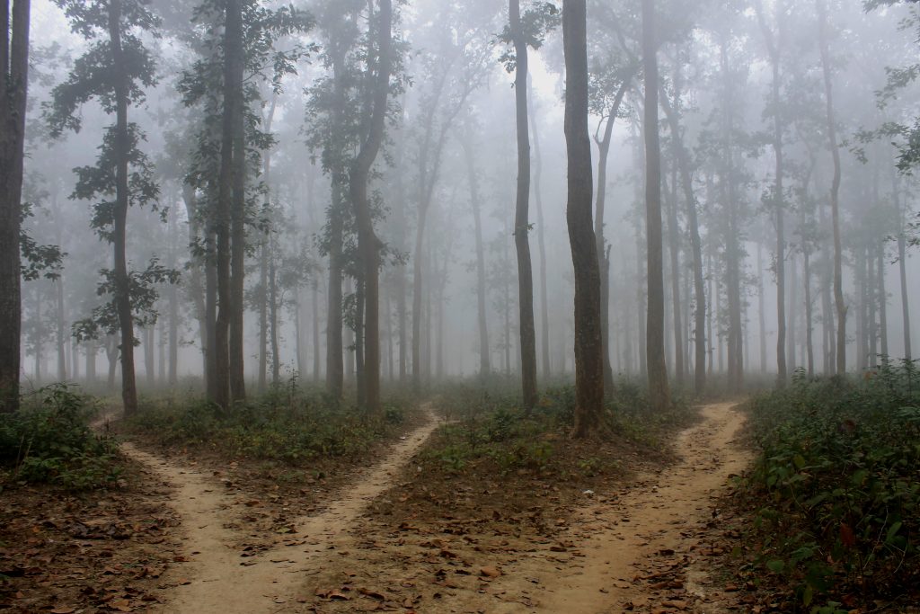 Foggy Forest - PixaHive